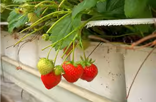 Video strawberry growth - Dutch Plantin