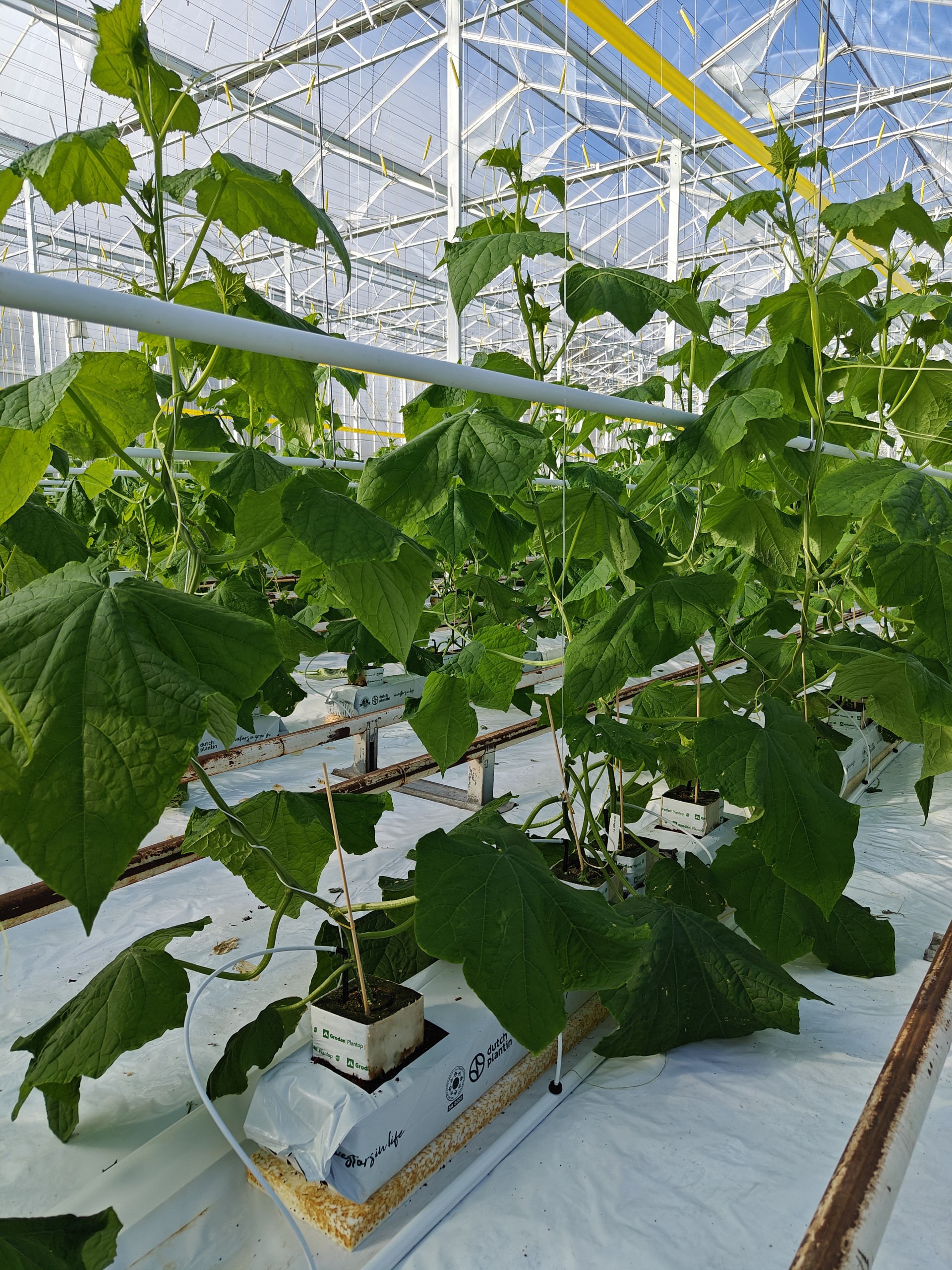 Video cucumber growth - Dutch Plantin - Cocopeat production, coco ...