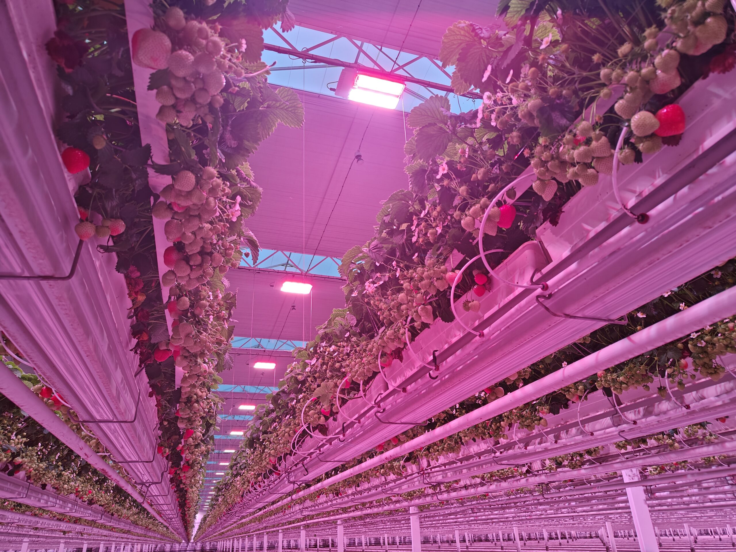 Great Sonata Winter crop under LED - Dutch Plantin