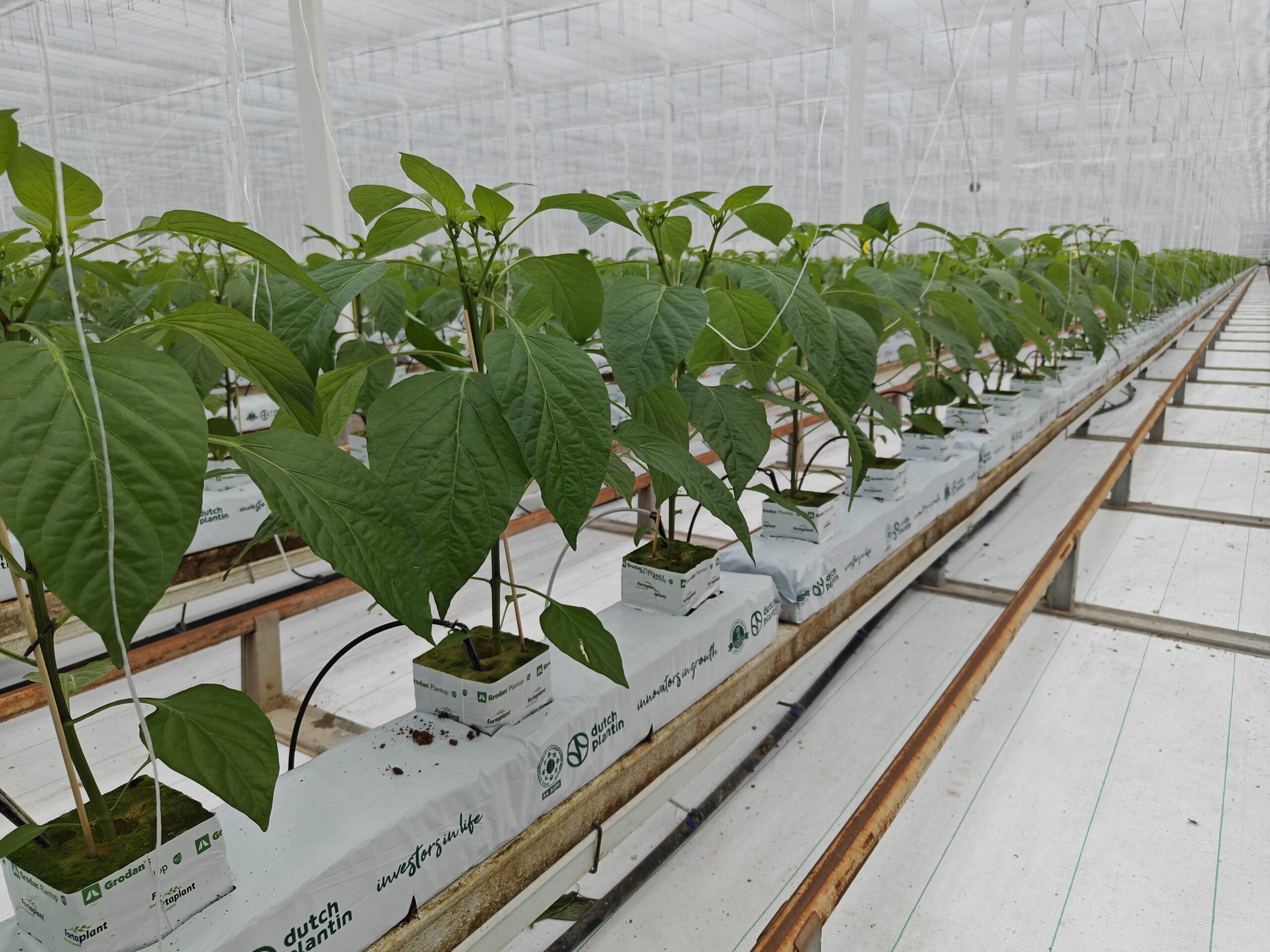 What a nice new start peppers in NL - Dutch Plantin